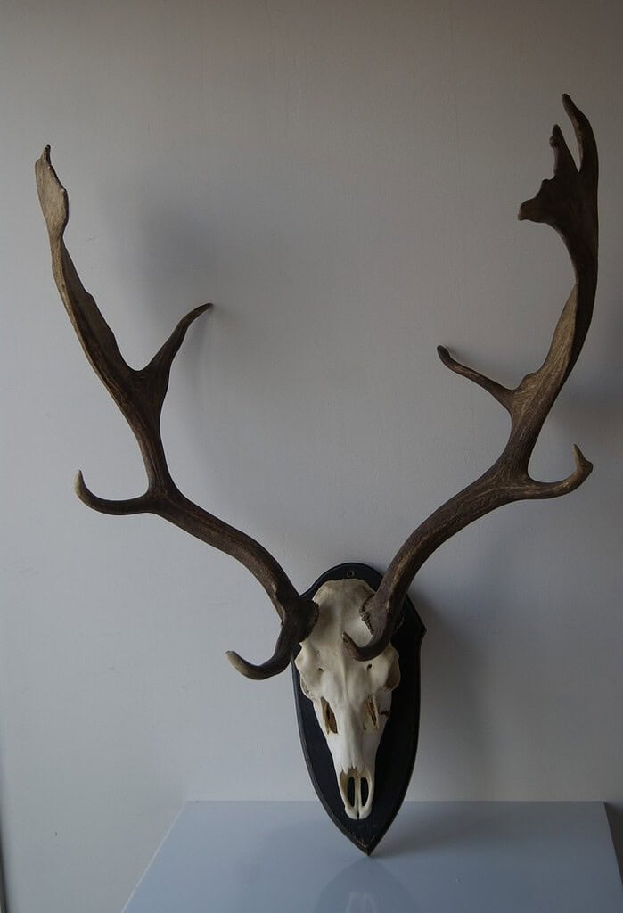 Verhuur themadecoratie | Gewei hert | €44,00 | Herfst